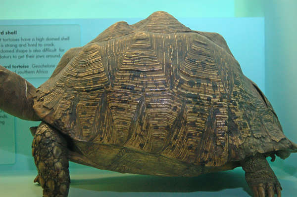 Reptiles0046 - Free Background Texture - turtle shell reptile brown ...