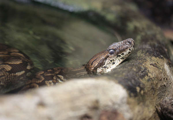 Reptiles0097 - Free Background Texture - snake brown beige