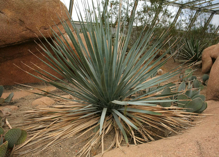 Desert Bush Texture Desert Plant Texture: Background Images & Pictures