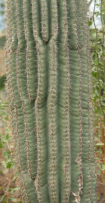 Naturedesert0026 Free Background Texture Desert Cactus