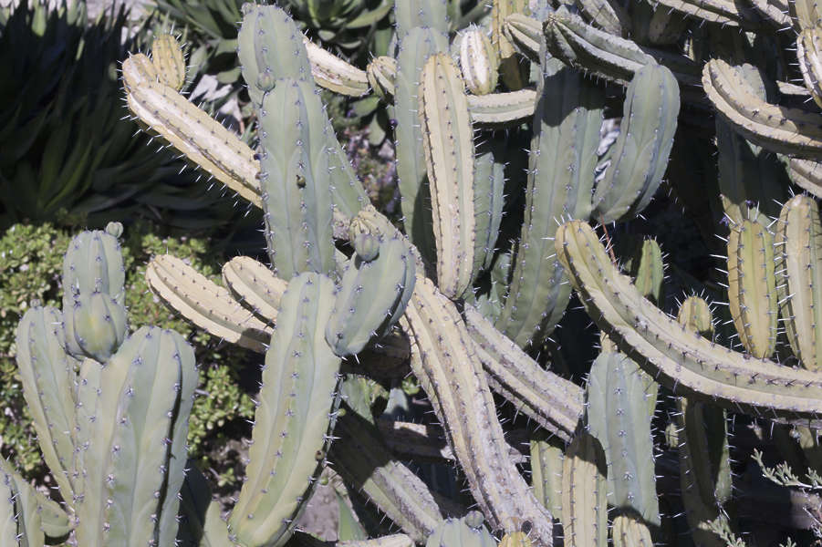 Naturedesert0026 Free Background Texture Desert Cactus