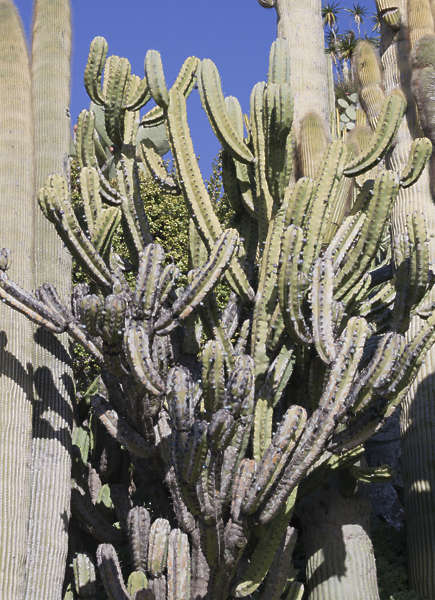 Naturedesert0026 Free Background Texture Desert Cactus