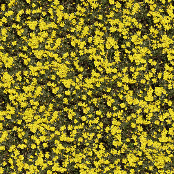 Yellow Flower Texture Background