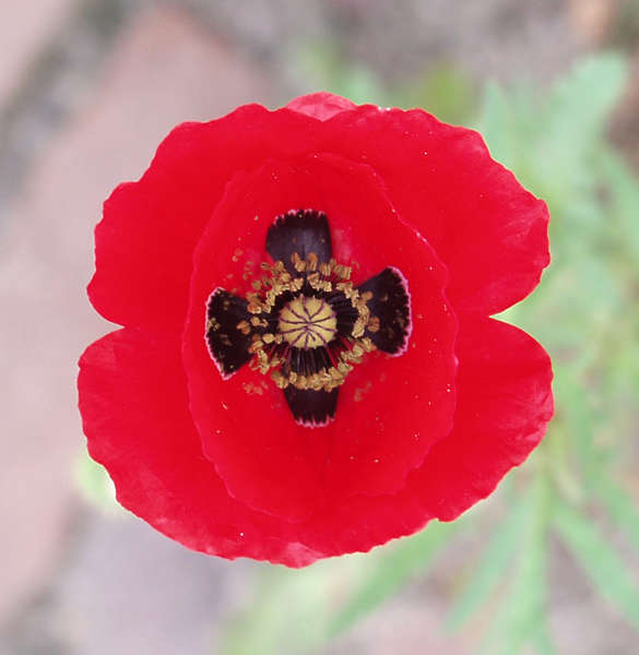 Poppy Flower Texture For The Background Red Poppies Textured Stock
