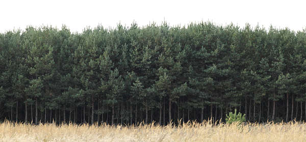 Treeline Texture Summer. Isolated Green Tree On Transparent