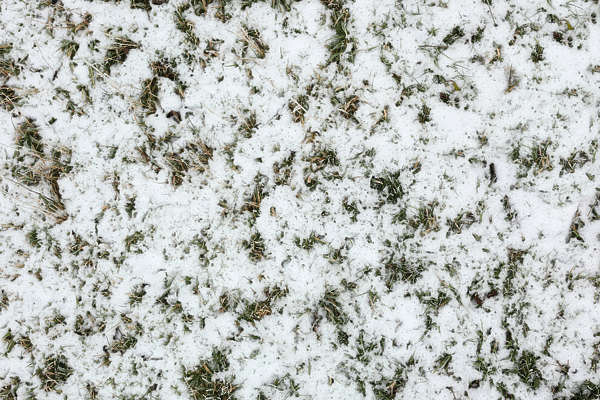 Snow Grass Texture Seamless