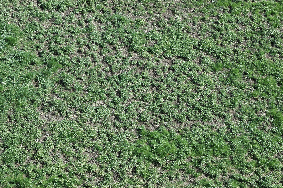 Groundplants0003 - Free Background Texture - plant groundplants green beige