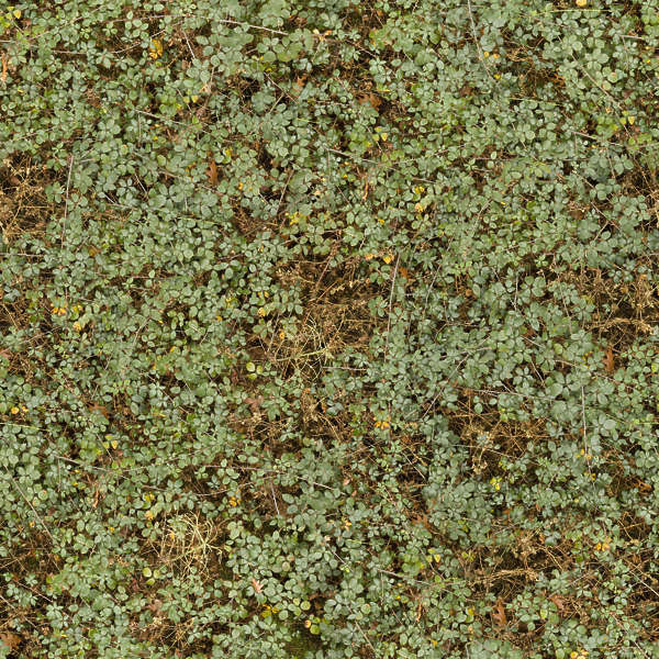 Desert Bush Texture Desert Plant Texture: Background Images & Pictures
