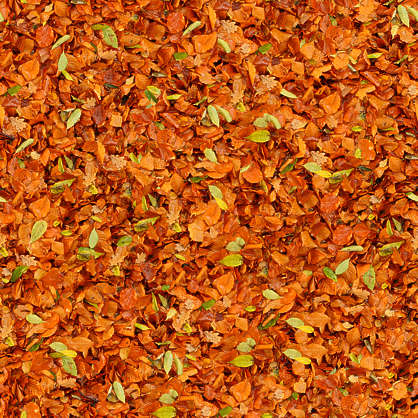 Fall Leaves On Ground Seamless