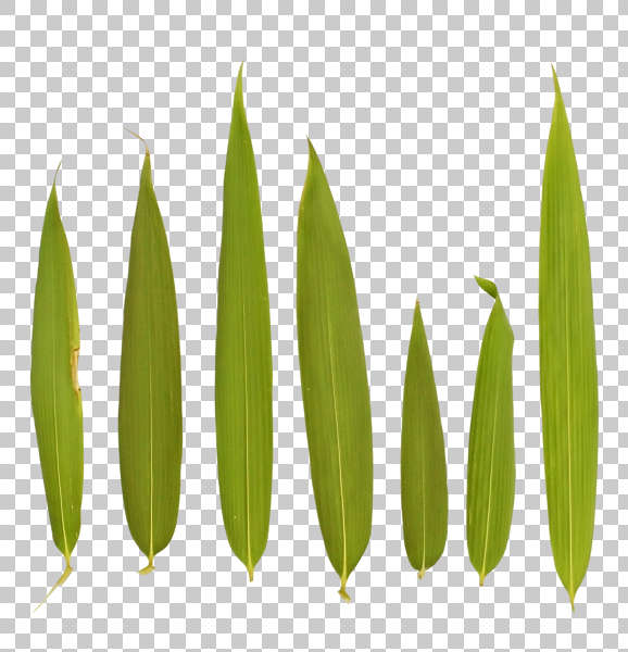 Single Bamboo Texture