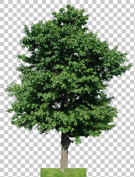 Trees0040 - Free Background Texture - tree leaves alpha masked isolated ...