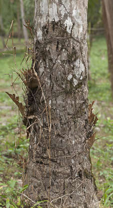 Jungle Tree Bark