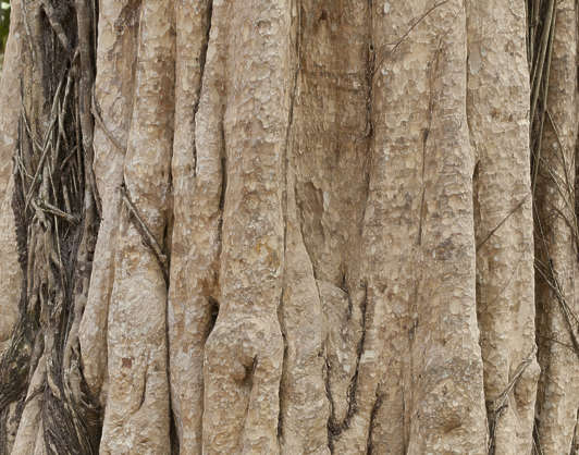 Jungle Tree Bark